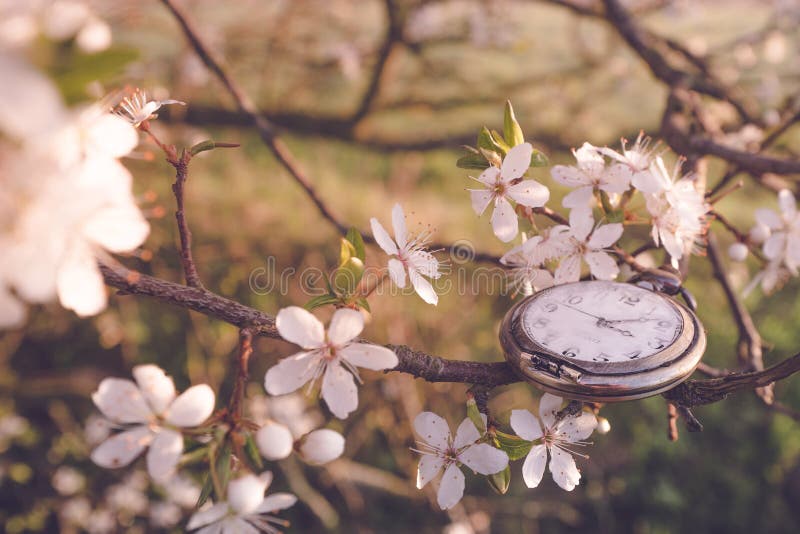 Time for Spring in the Morning Sun in a Tree Blooming Stock Photo ...