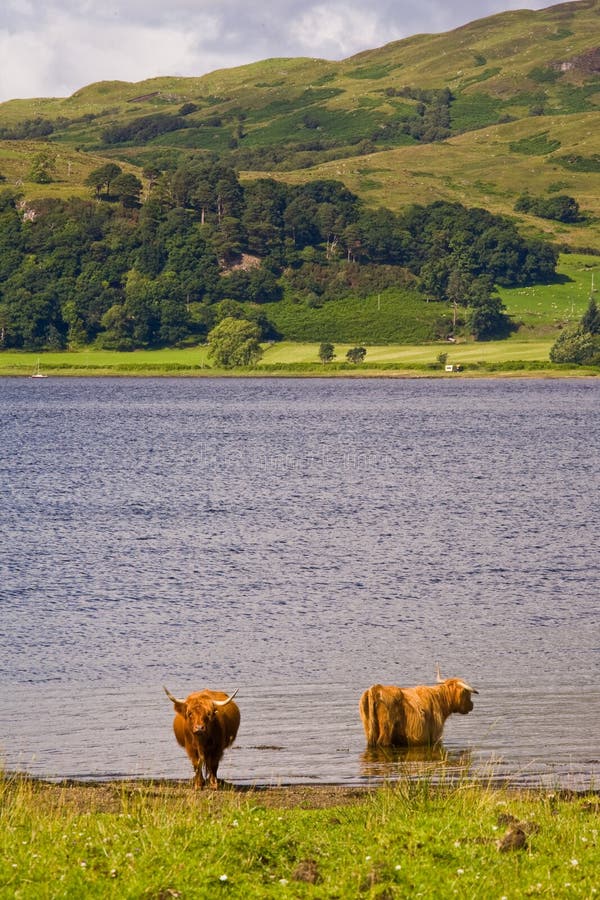 Time to cool off stock photo. Image of cooling, cows, heat - 6027858