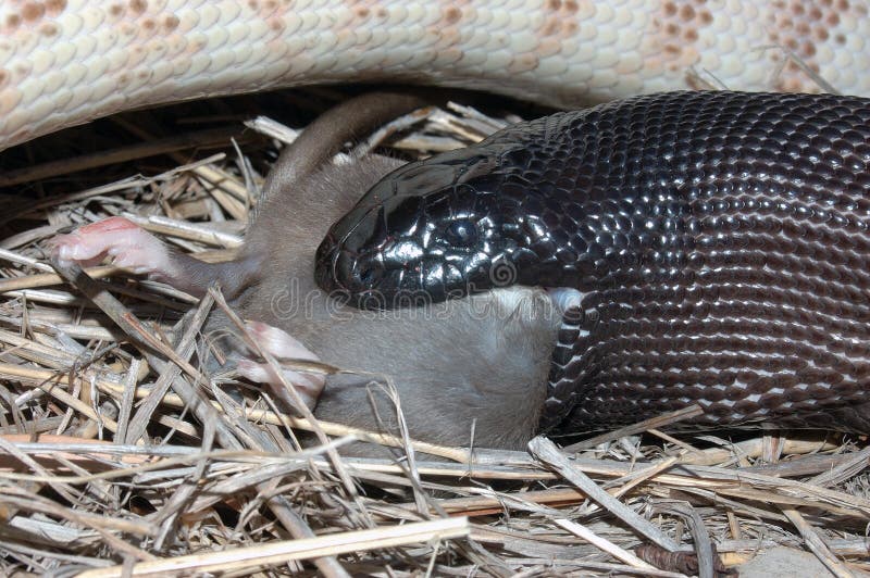 207 Snake Eating Rat Photos - Free & Royalty-Free Stock Photos from ...
