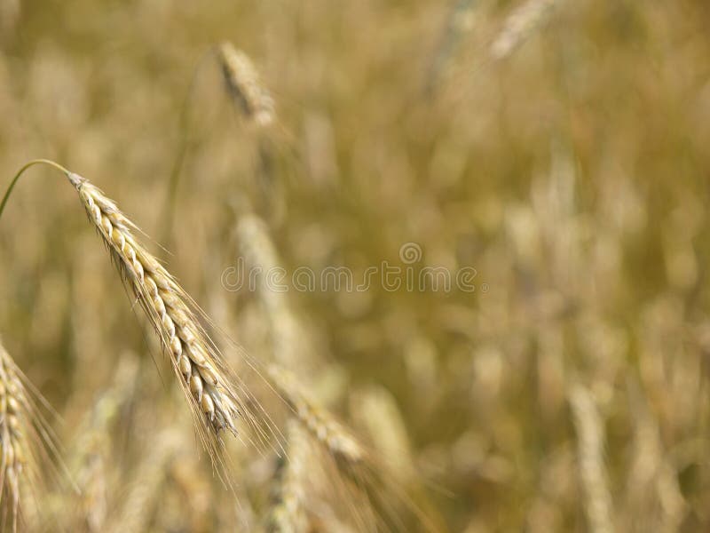Time to harvest stock image. Image of rural, country - 12483489