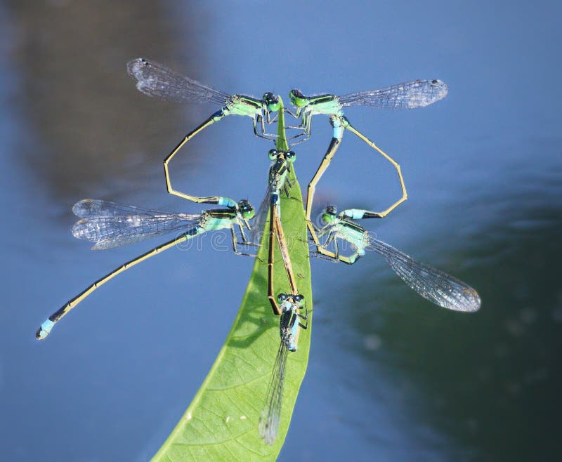 Dragonfly stock photo. Image of business, matings, idea - 134546018