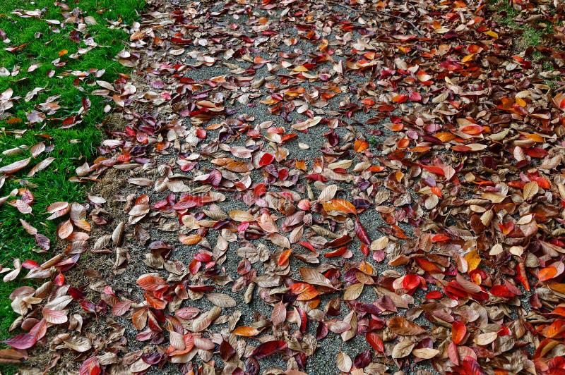 Time To Rake the Path, Colourful Autumn Leaves Sit on the Path Stock ...