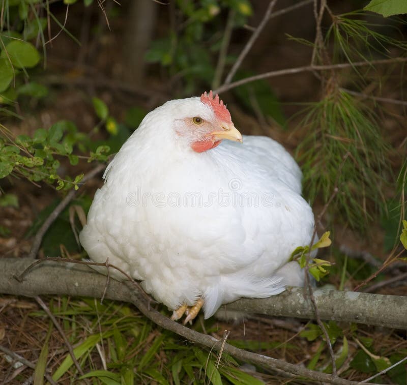 455 Chicken Roosting Stock Photos - Free & Royalty-Free Stock Photos ...