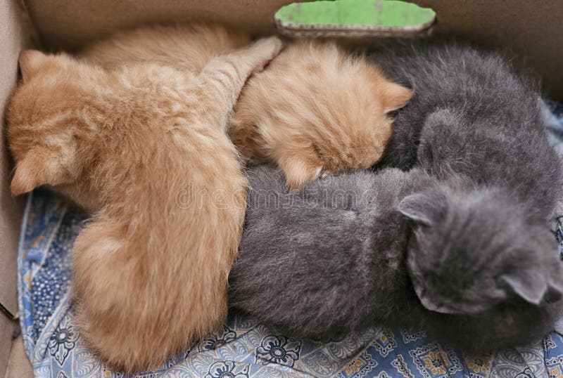 Time To Sleep 4 Cute Baby Cats Stock Photo - Image of animal, brown ...