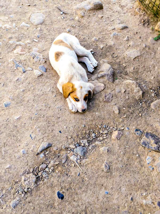 185 Take Break Dog Stock Photos - Free & Royalty-Free Stock Photos from ...