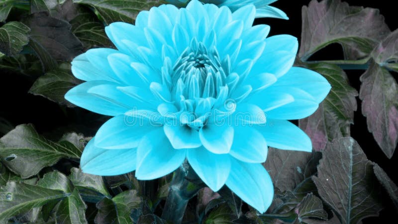 Timelapse of a Beautiful Blue Dahlia Flower that Completely Opens Up on ...