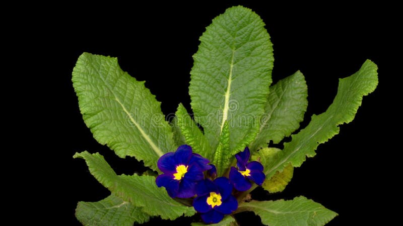 Timelapse of Blue Primula Primrose Flower Blooming Stock Video - Video ...