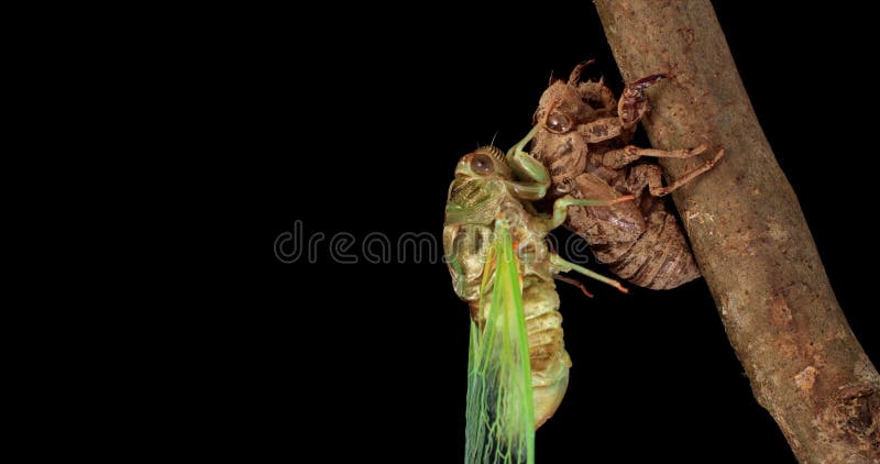 Timelapse of a Cicada Shedding Its Shell and Emerging with Wings Stock ...