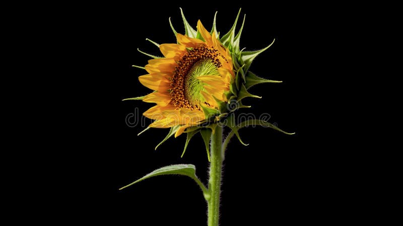 Timelapse of Close Up View of a Single Sunflower Bloom with a Black ...