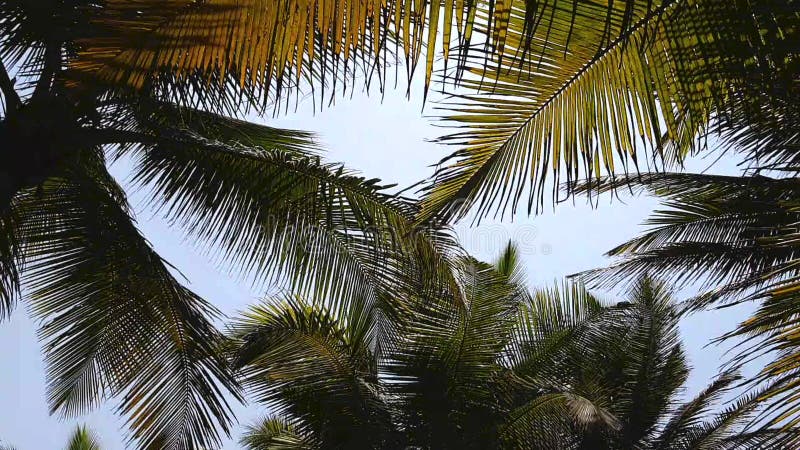 Timelapse Coconut Leaves Moving on Wind Stock Footage - Video of ...