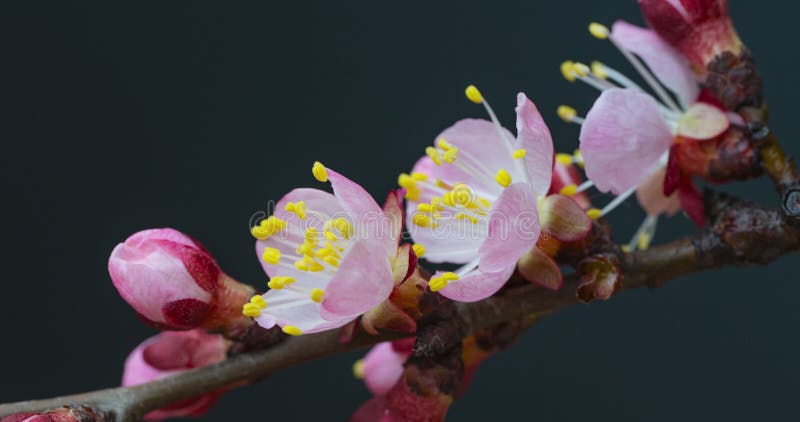 Timelapse Pink Flowers Blooming on Branch Stock Video - Video of ...