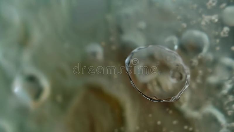 A Timelapse Sequence of a Single Cell from an Elephant Showing Its ...