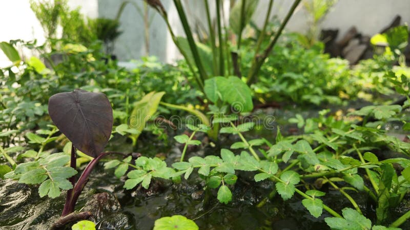 Timelapse of Water Level Drop in an Artificial Wetland with Colocasia ...