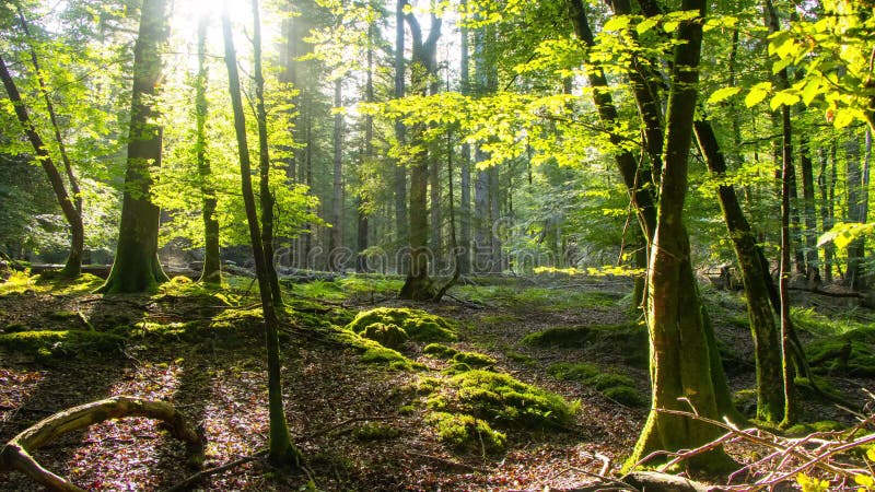 Timelapse of Sunlight Shadowing Winding on Forest Trees on a Sunny Day ...