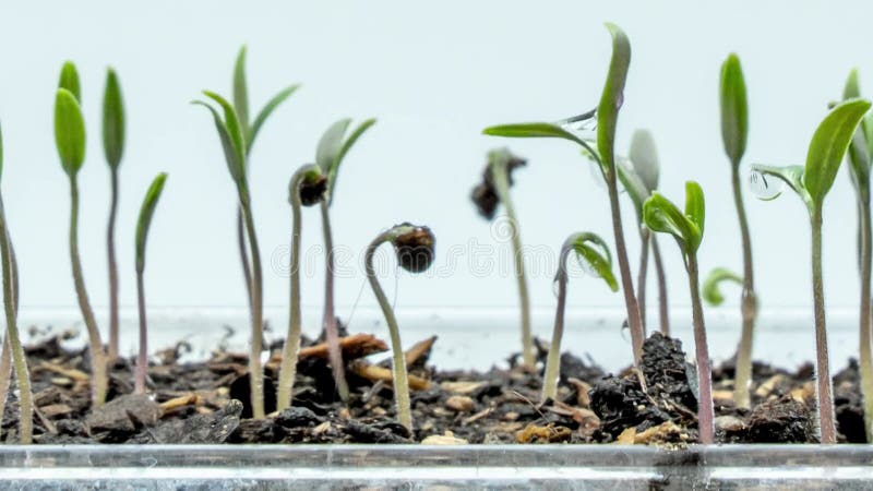 Timelapse of Tomato Seedlings Sprouting. Stock Video - Video of growth ...