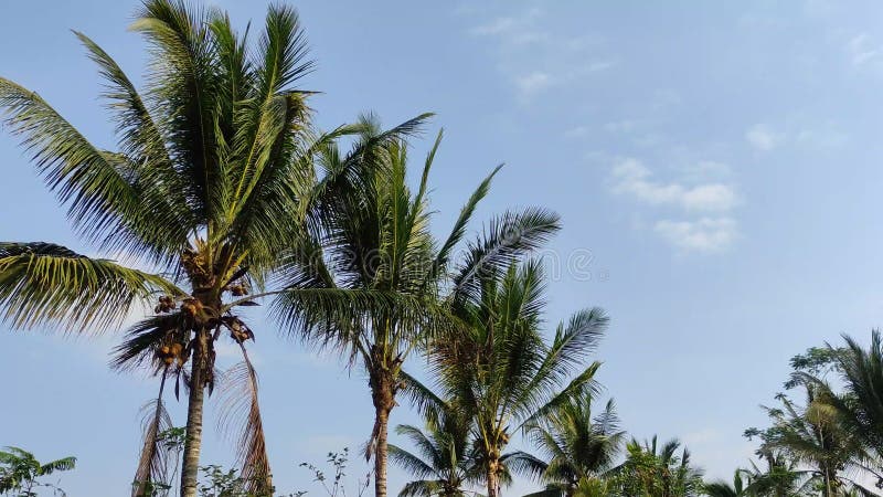 Timelapse Video of Coconut Tree Leaves Blowing in the Wind with Moving ...