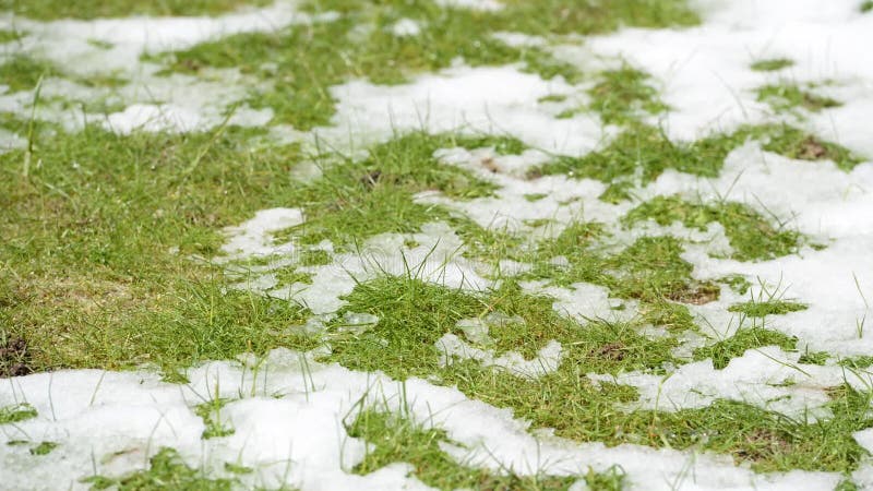 Snow Melting and Crocus Flower Blooming in Spring Stock Video - Video ...