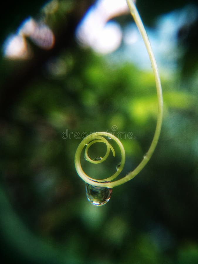 Timeless nature vision stock image. Image of flower - 247977135