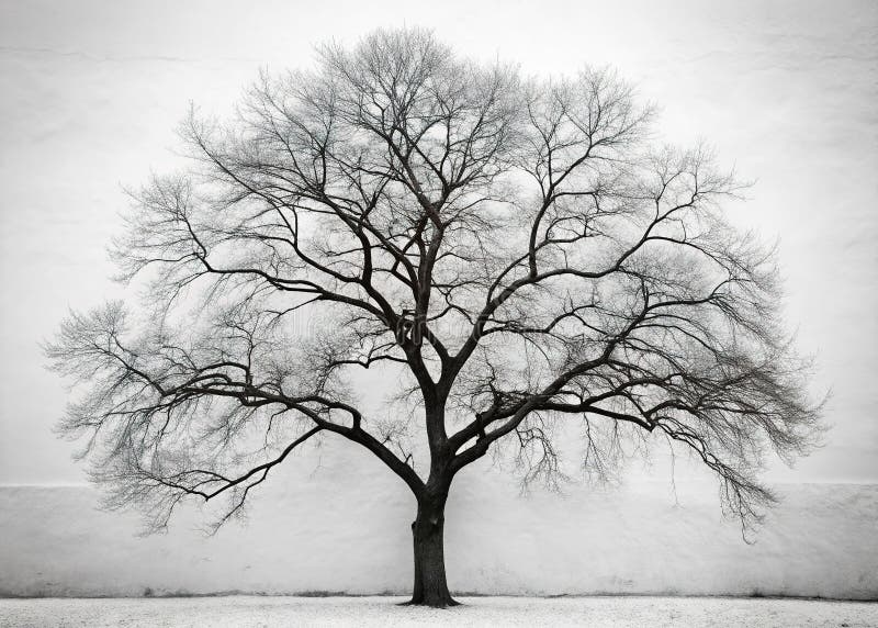 Timeless Silhouette Leafless Branches Against a White Wall a Minimalist ...