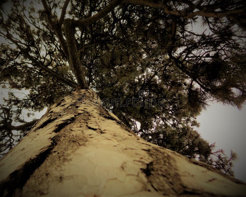 Timeless Tree stock photo. Image of perfect, burlesque - 97641640