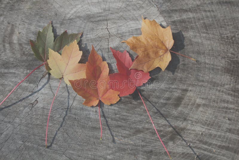 Times of Transition stock photo. Image of tree, colours - 129570794