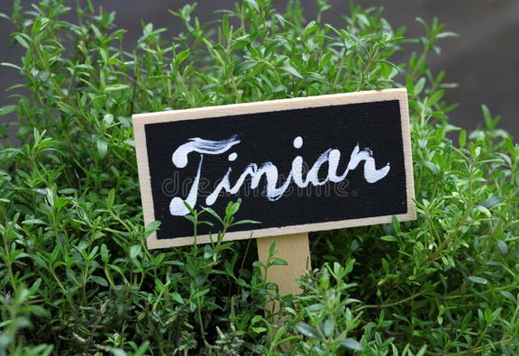 Timian - thyme stock photo. Image of botany, bunch, health - 71947784