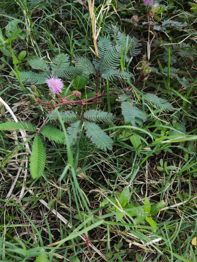 Timid Elegance: the Enchanting Beauty of Mimosa Flowers Stock Image ...