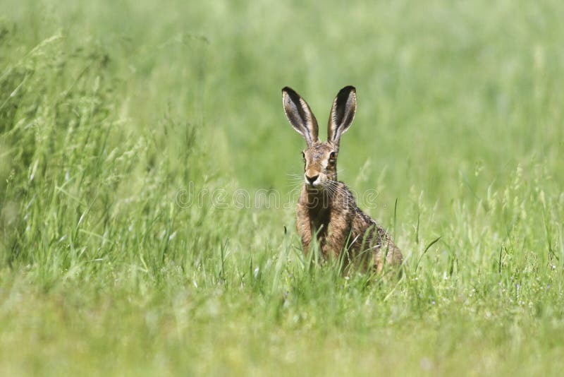 Timid Rabbit in the Green Grass Stock Image - Image of brown, antlers ...
