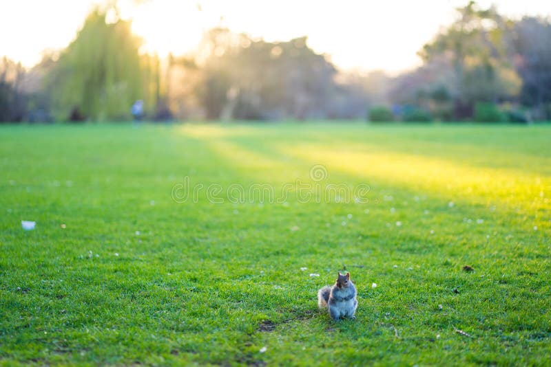 Timid Squirrel in the Sunset Looking Towards You Stock Image - Image of ...