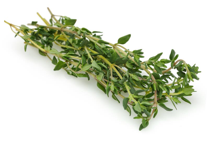 Timjan i en kruka. arkivfoto. Bild av organiskt, anstrykning - 29049314