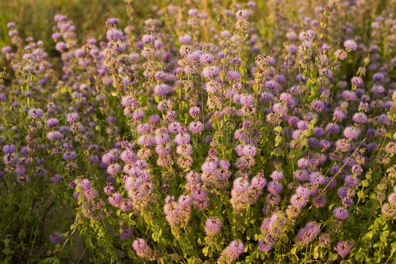 Timjan fotografering för bildbyråer. Bild av stamma, makro - 10541777