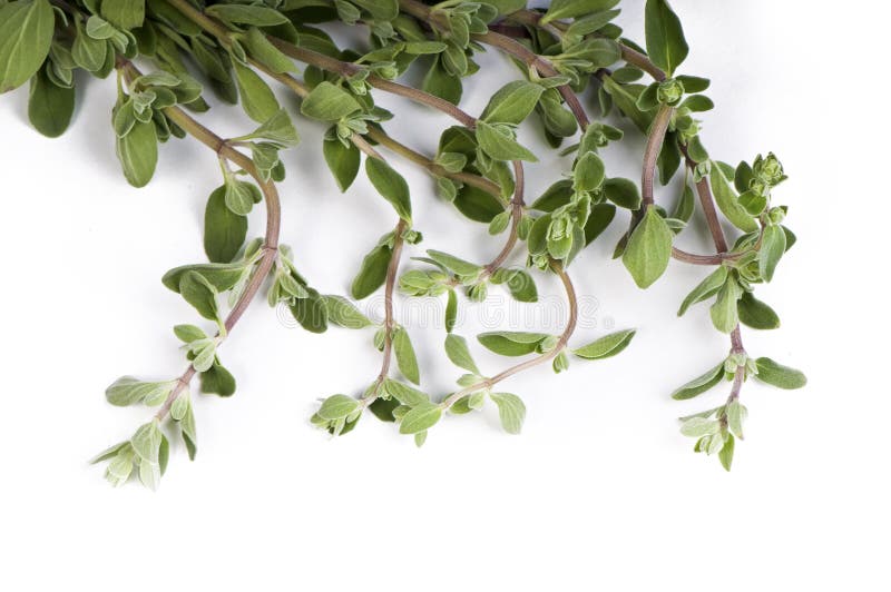 Timjan fotografering för bildbyråer. Bild av makro, inget - 13163773