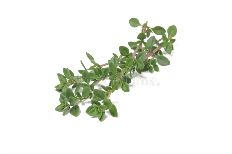 Timjan arkivfoto. Bild av smaktillsatser, arom, grön - 22191062