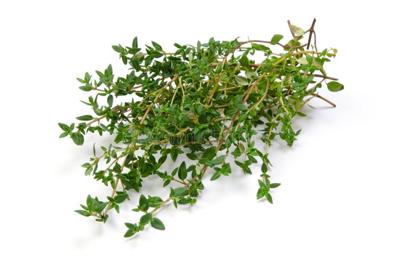 Timjan fotografering för bildbyråer. Bild av botanisk - 14680777