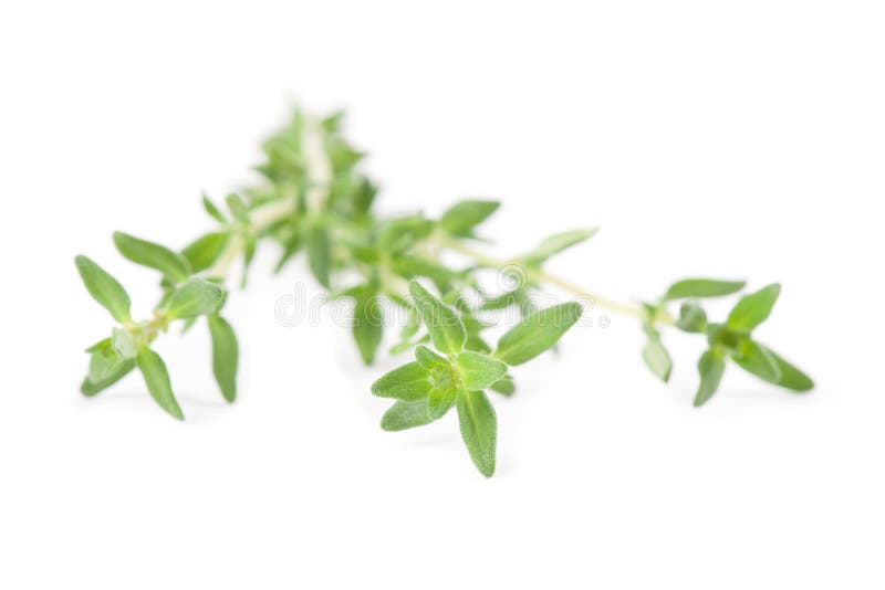 Timjan fotografering för bildbyråer. Bild av makro, inget - 32212367