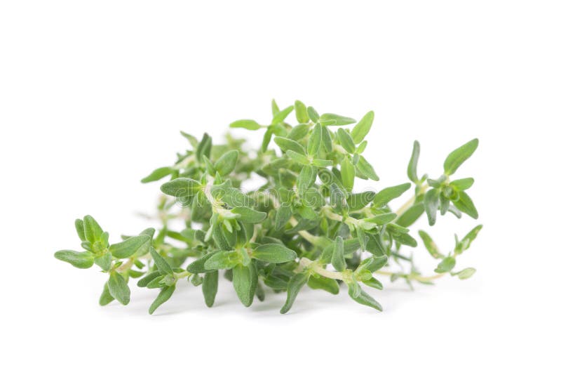 Timjan fotografering för bildbyråer. Bild av makro, inget - 32212367