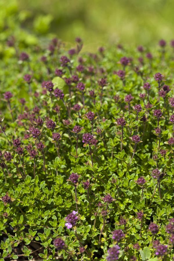Timjan arkivfoto. Bild av växa, växt, sommar, ingrediens - 72856144