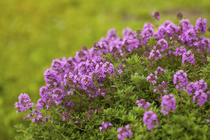 Jbphotographylt - Medarbetarprofil i Dreamstime