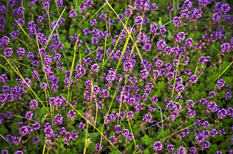 Timjan arkivfoto. Bild av sommar, blomning, grönland - 98396734