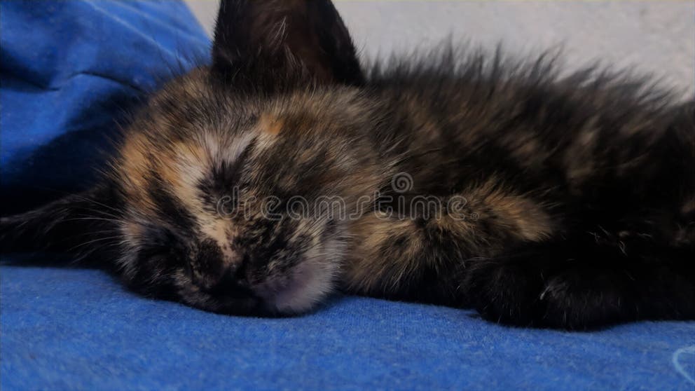 158 Timmy Leong Stock Photos - Free & Royalty-Free Stock Photos from ...