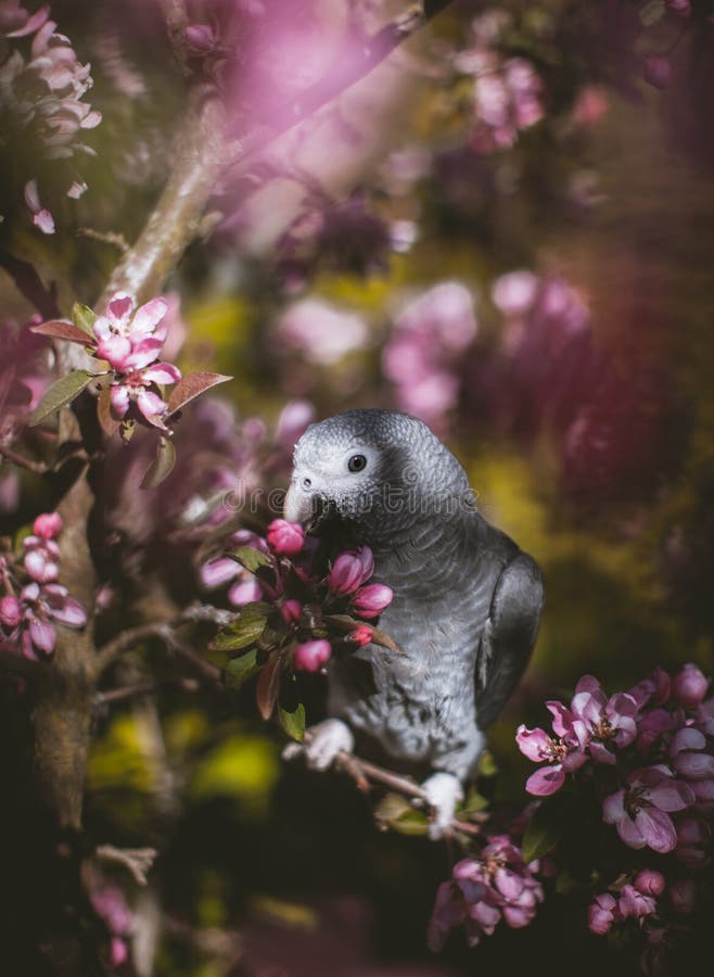 Timneh African Grey Parrot on the Apple Tree in Spring Garden Stock ...