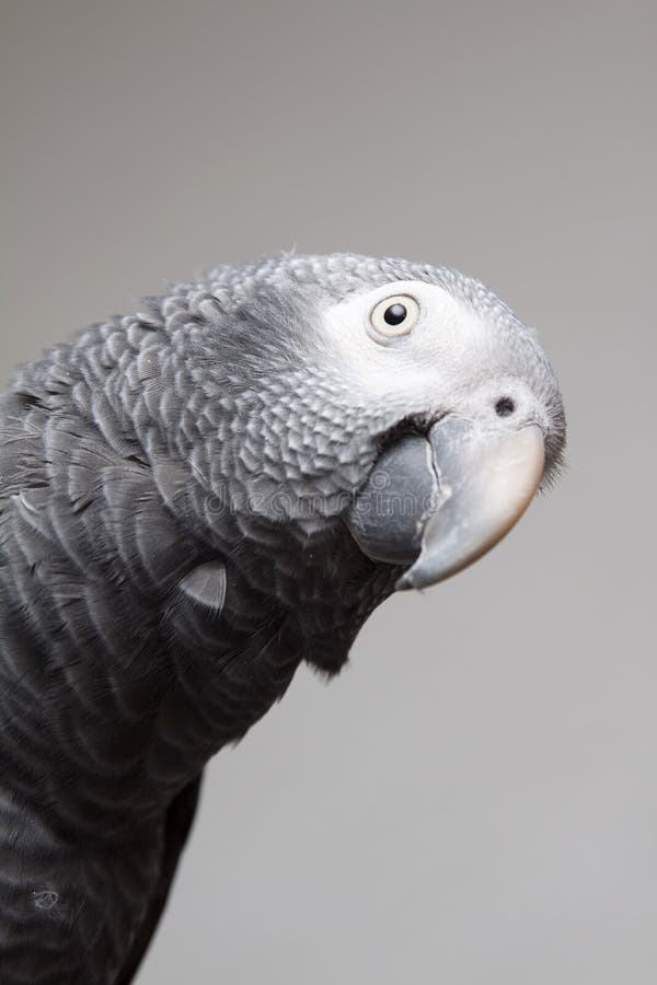 Timneh grey stock photo. Image of african, grey, 200mm - 13102608