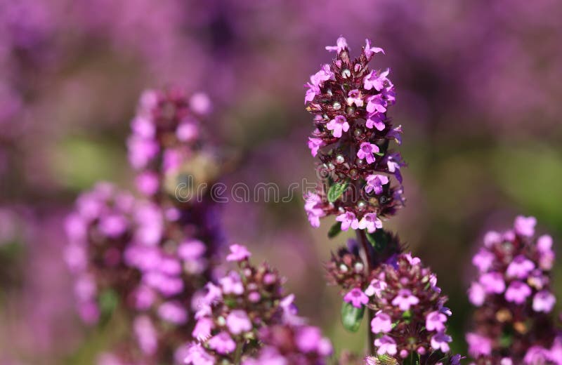 Timo curativo vulgaris immagine stock. Immagine di fiore - 76938433