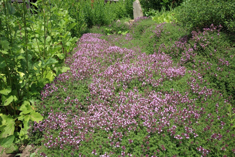 Prato Di Fiori Rosa Selvatico Di Timo Immagine Stock - Immagine di viola, timo: 170783911