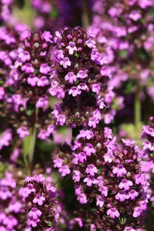 Timo curativo vulgaris immagine stock. Immagine di fiore - 76938433