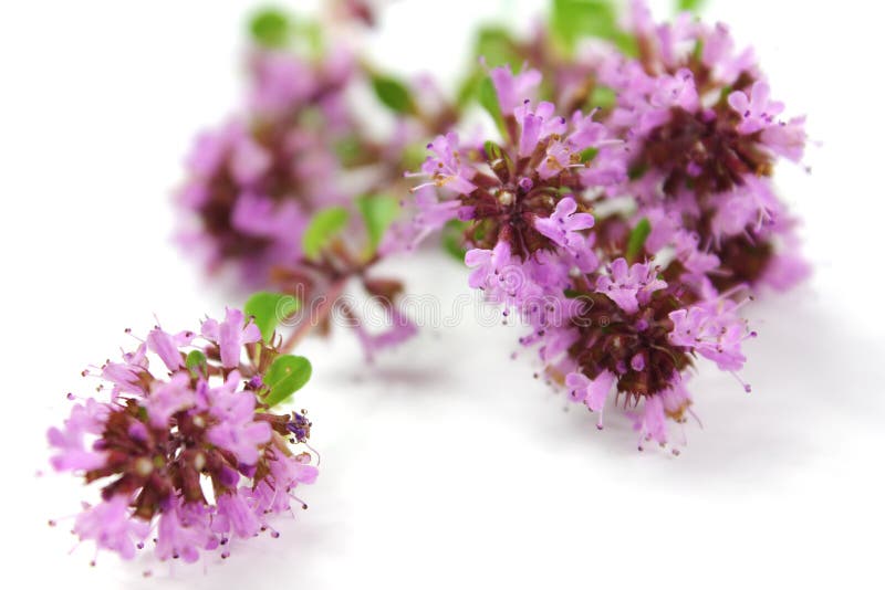 Timo, Fiore Del Timo Isolato Su Bianco Fotografia Stock - Immagine di ...