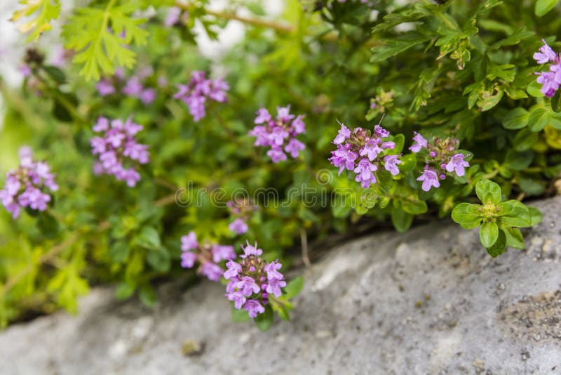 Vista Di Closeap Ad Un Cespuglio Del Fiore Del Timo Sullo Scorrevole ...
