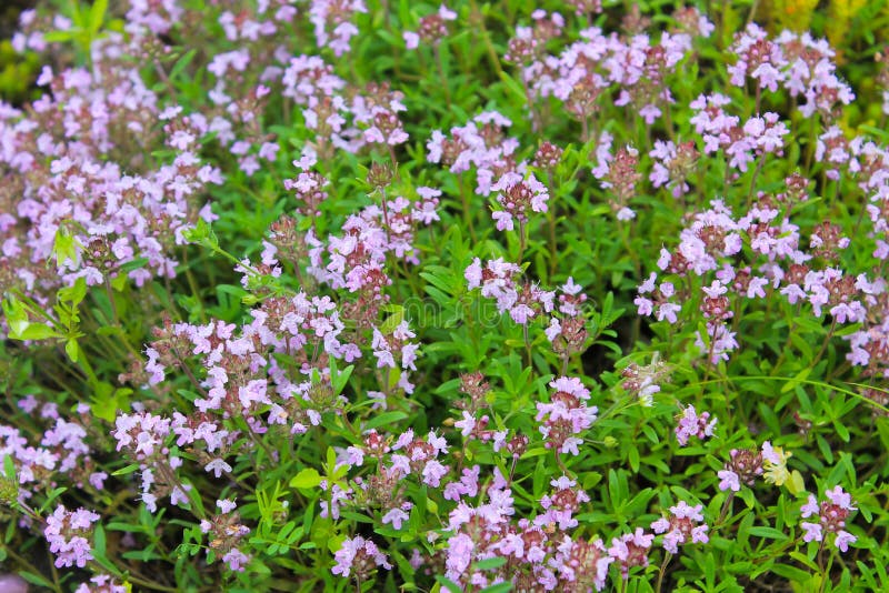 Serpyllum Del Timo Del Timo Selvaggio Fiore E Semi Su Fondo Bianco ...