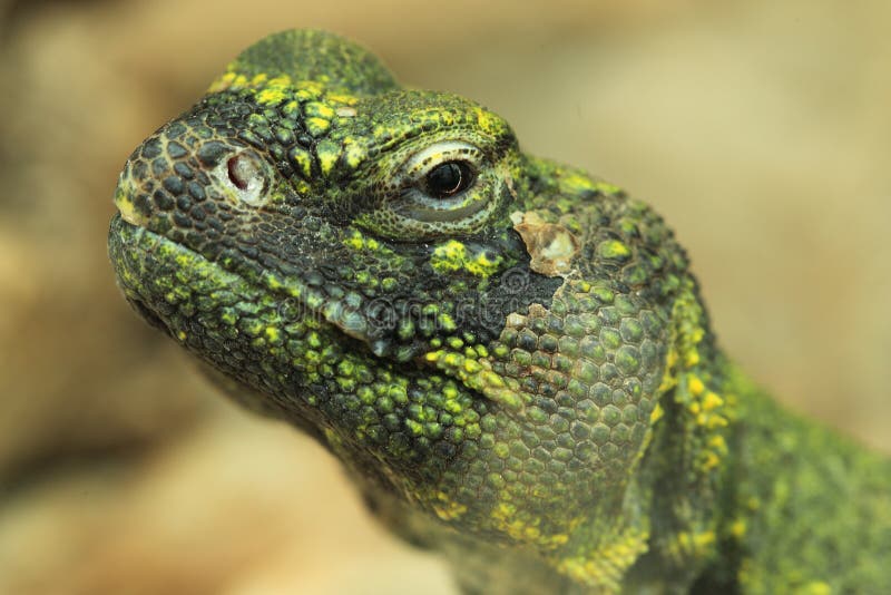 Timon pater stock image. Image of detail, pater, body - 23099891