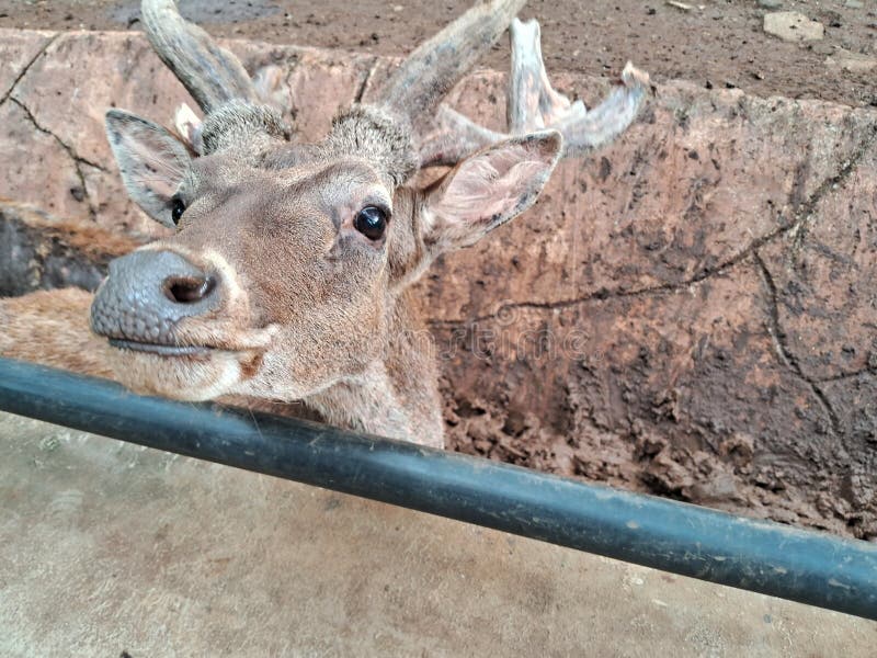Timor Deer & X28;Rusa Timorensis& X29; Walking in a Cage at the Bandung ...